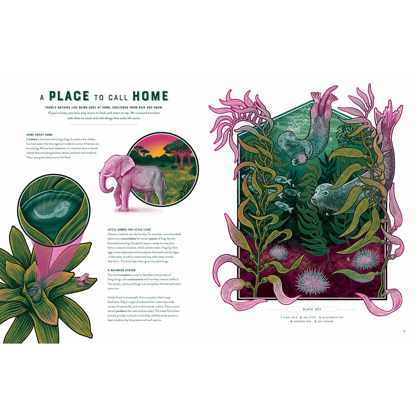 Life: The Wild Wonders Of Biodiversity – My Small World Toy Store