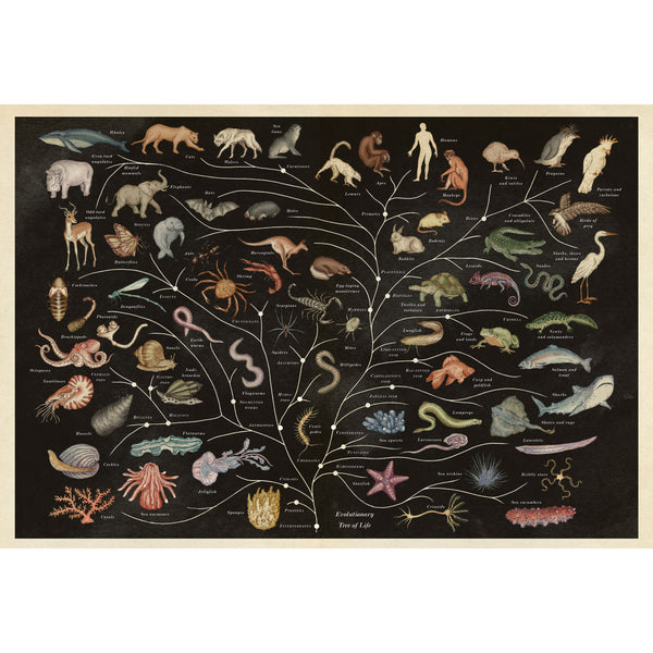 Welcome To The Museum - Animalium – My Small World Toy Store